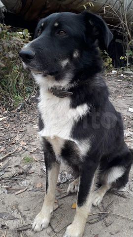 Хан ищет надежный дом