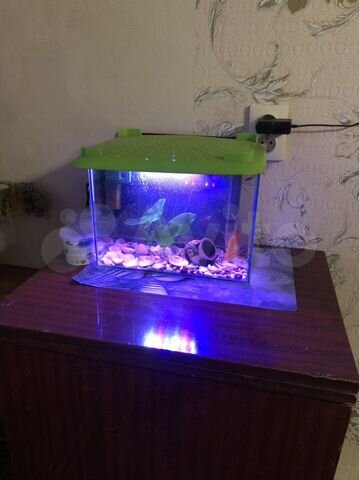 Аквариум с рыбками