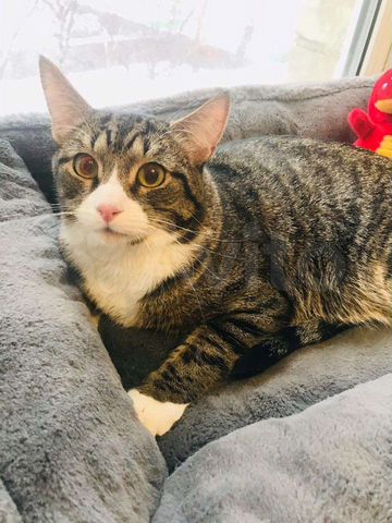 Ласковый котик Гномик в дар 1 годик