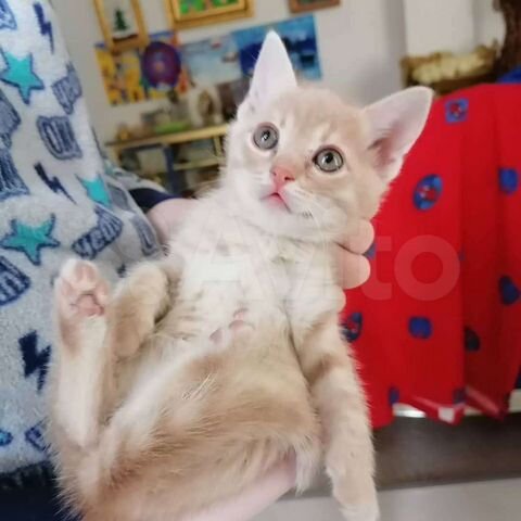 Котенок мальчик 1.5мес