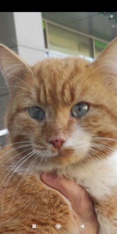 Найден молодой голубоглазый красавчик