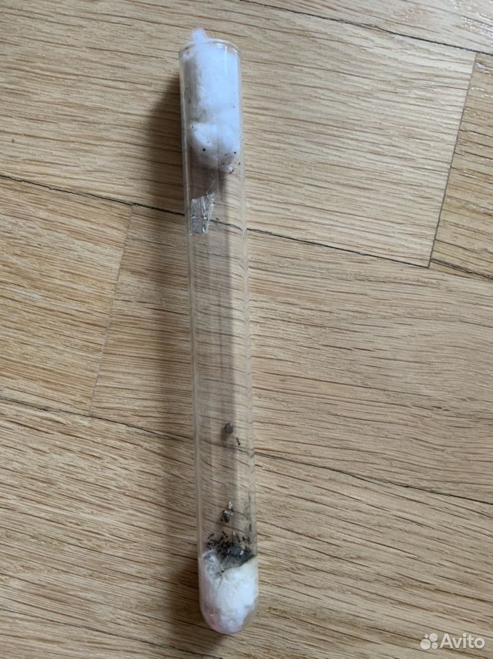 Отдам муравьев для формикария