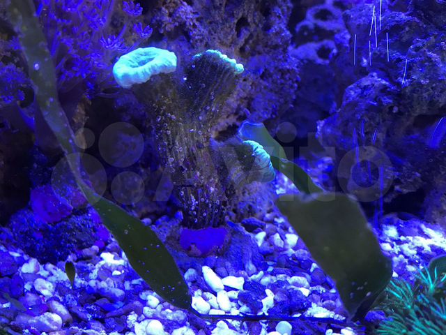 Коралл Кауластрея