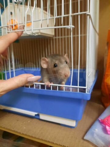 Крыса декоративная, порода Дамбо