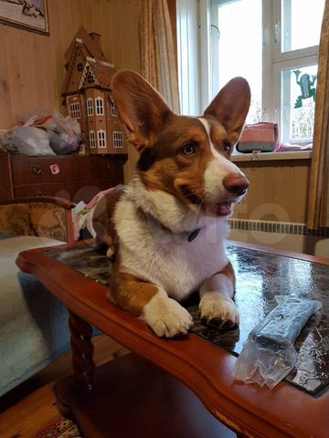 Вельш Корги кардиган для вязки