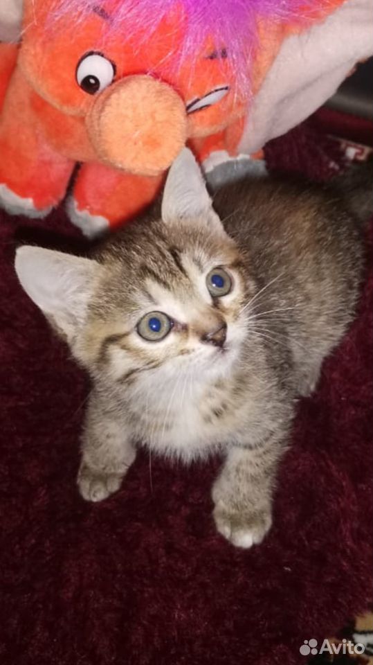Котёнок ребёнок