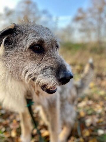 Собака Тиша в добрые руки