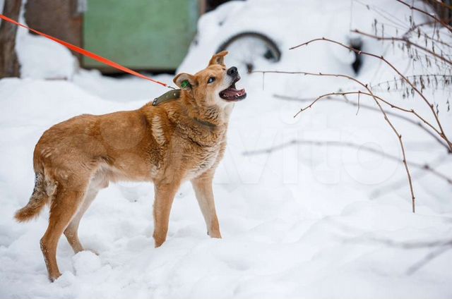 Собака Рыжик, 10лет. ищем дом