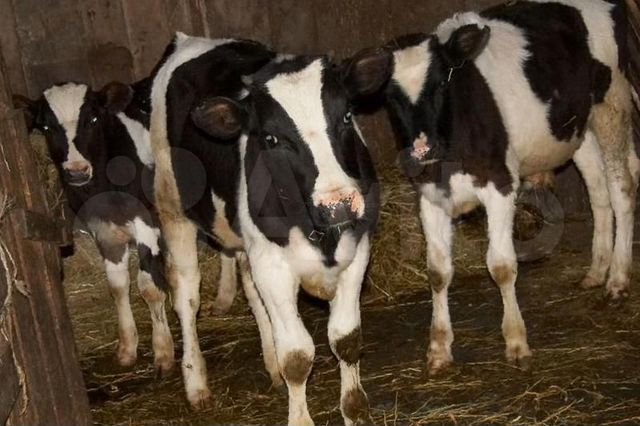 Продажа бычков, телочек