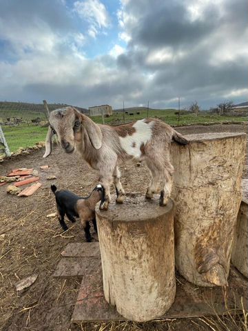 Козы козлята