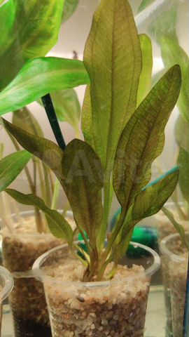 Эхинодорус малый медведь, криптокарина