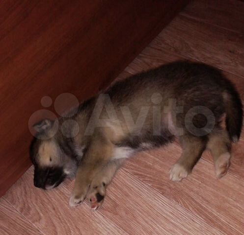 Щенок мальчик бесплатно