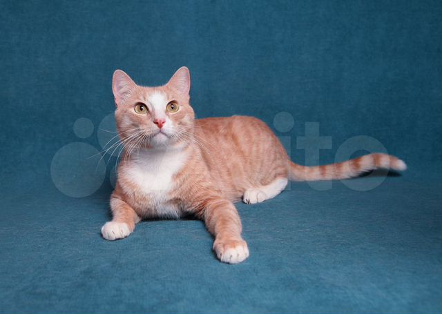 Лапушка Персик ищет дом