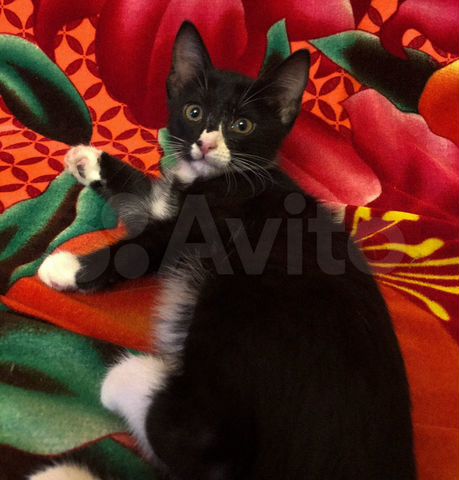 Котенок черненький