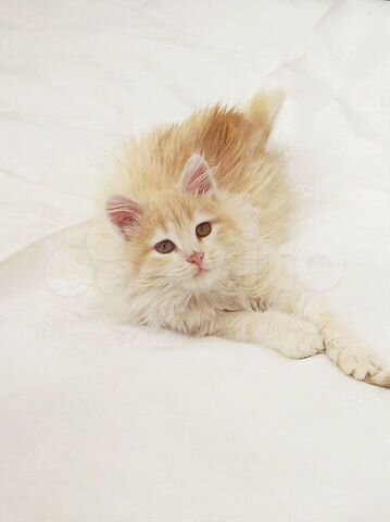 Кошка, девочка, котенок