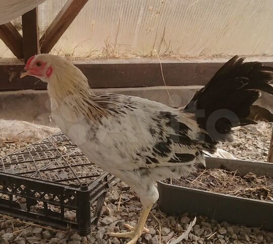 Амераукана, легбар, борковская, плимутрок, кучинск