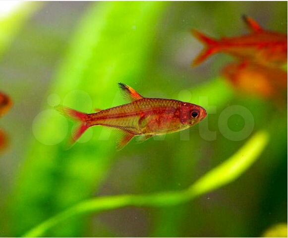 Тетра аманда