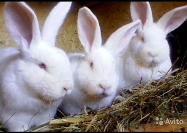 Продам кроликов