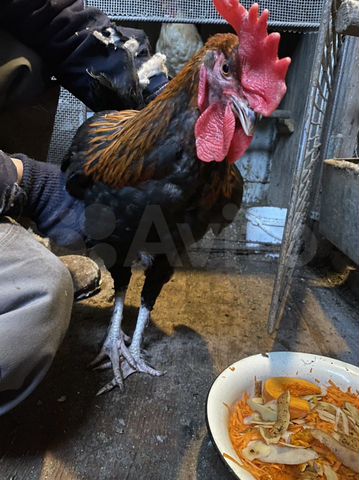 Петух Маран