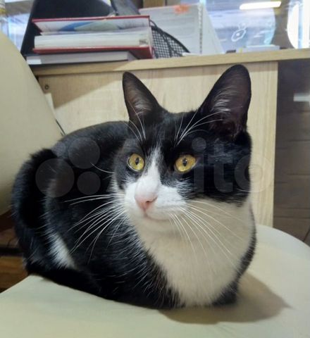 Прекрасный котик Директор Пирожок в добрые руки