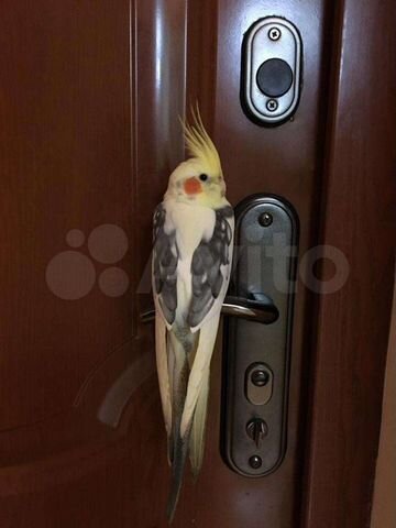 Корелла самец ждёт самку