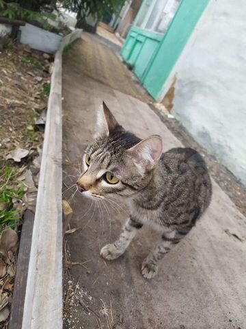 Кошка крысоловка