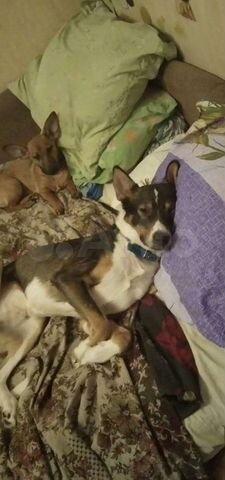 Метис гладкошерстной бордер колли