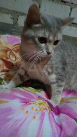 Кошка в добрые руки