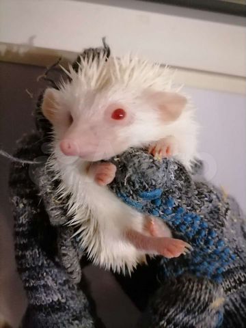 Африканский ежик