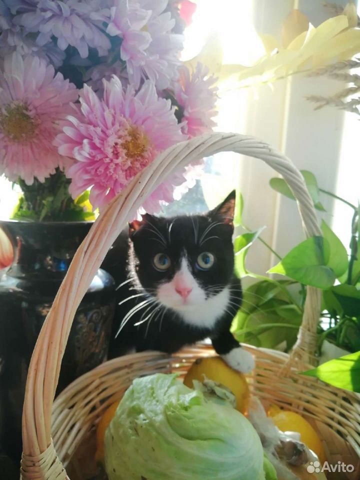 Кот Лёлик