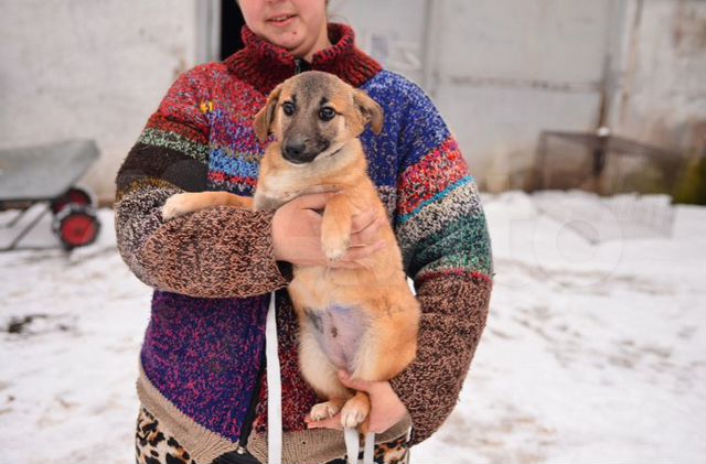 Ищет дом щенок мелкой Собачки Молли