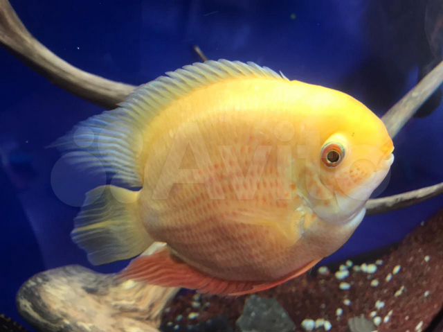 Рыба северум