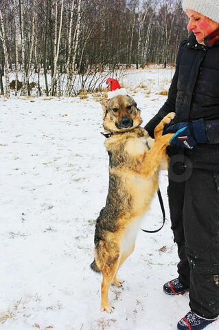 Классная молодая собака ждёт в приюте