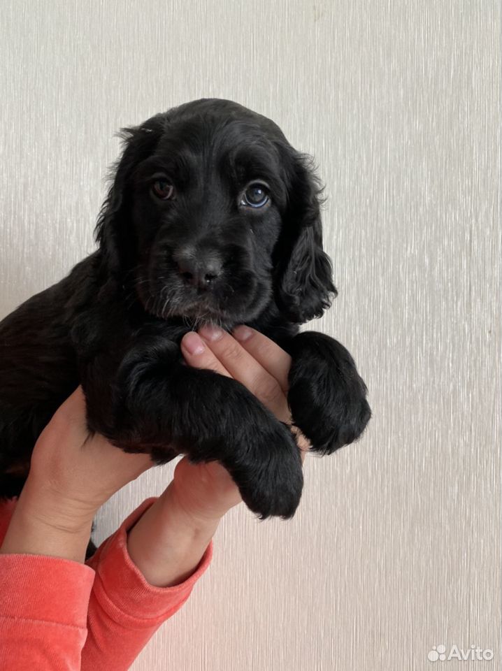 Кокер спаниель английский