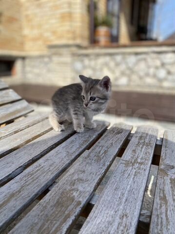 Котенок метис бенгала